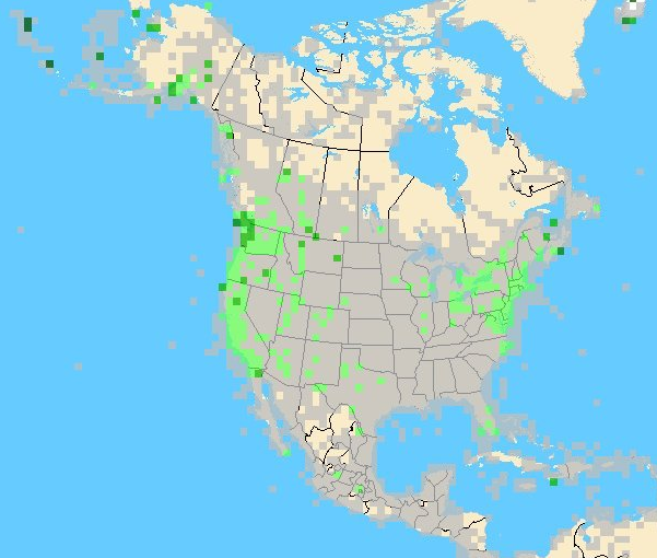 Birding Is Fun!: Autumn Feathers - Eurasian Wigeon