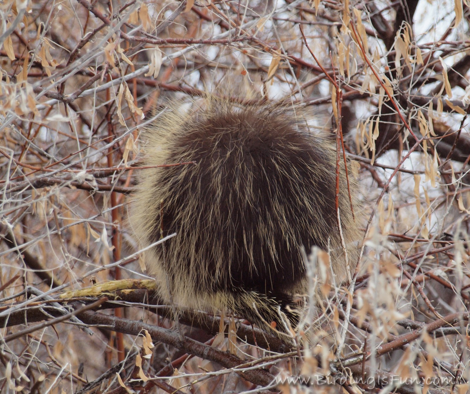 Birding Is Fun!: What is that in the tree?