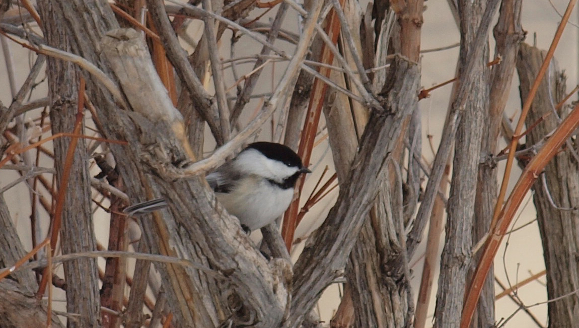 Birding Is Fun!: Black-capped & Mountain Chickadees