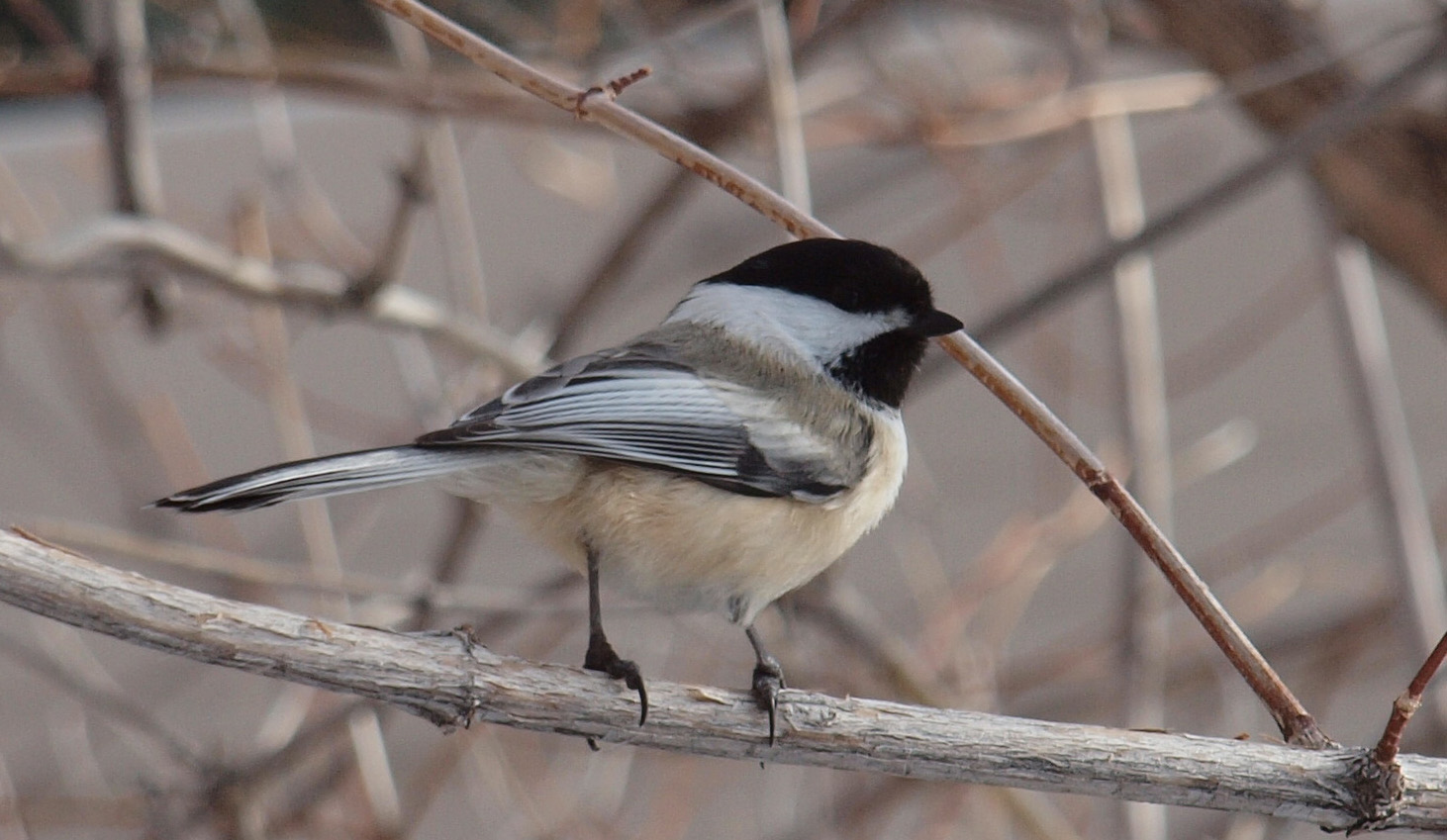 Birding Is Fun!: Backyard Birding: Black-capped Chickadees