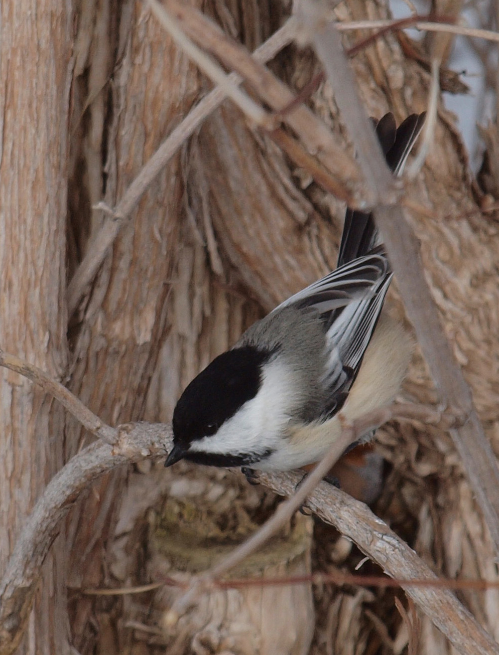 Birding Is Fun!: Backyard Birding: Black-capped Chickadees