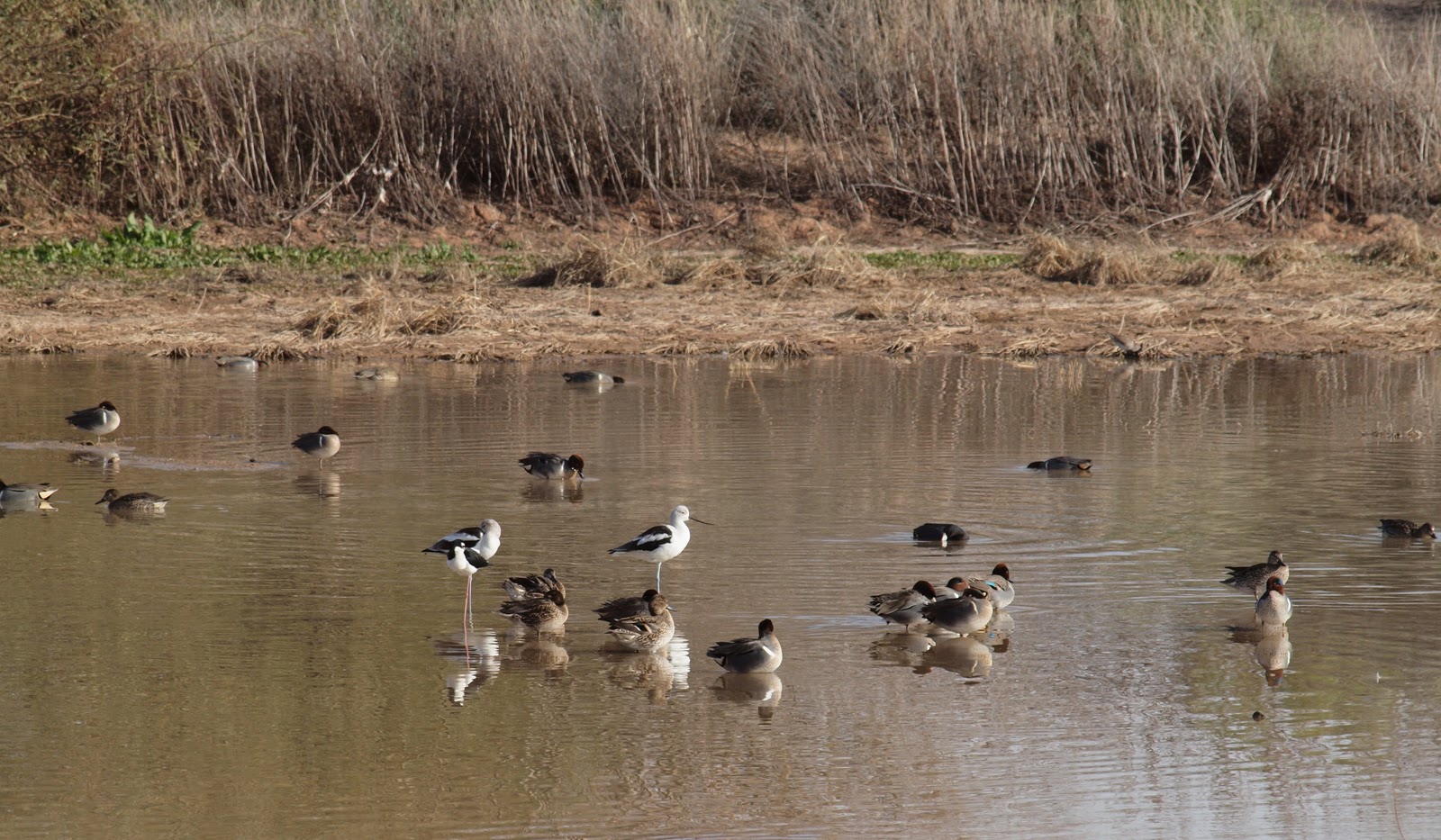 Birding Is Fun!: Arizona Birding Hotspot: Gilbert Water Ranch