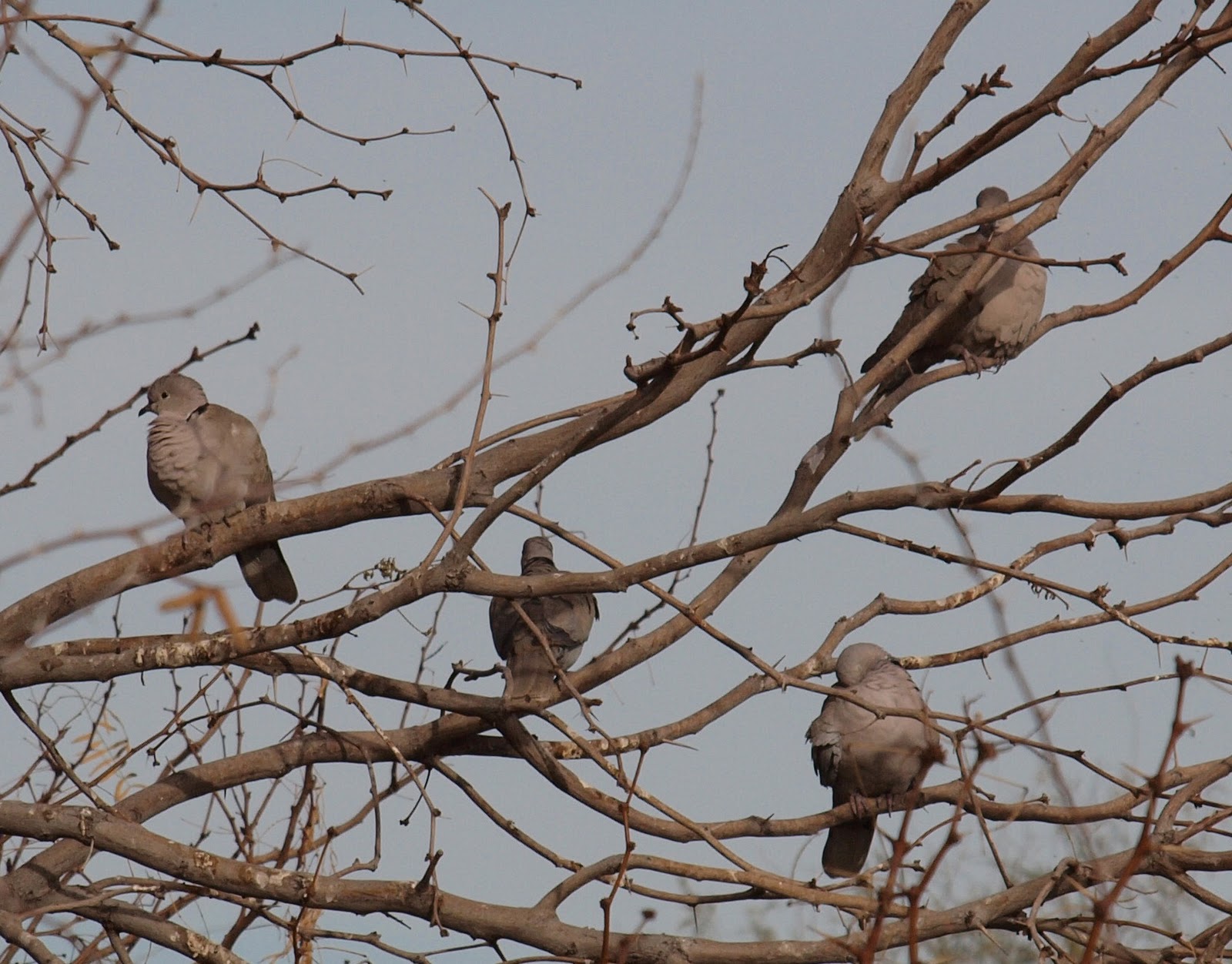 Birding Is Fun!: Gilbert Water Ranch: Eurasian Collared-dove