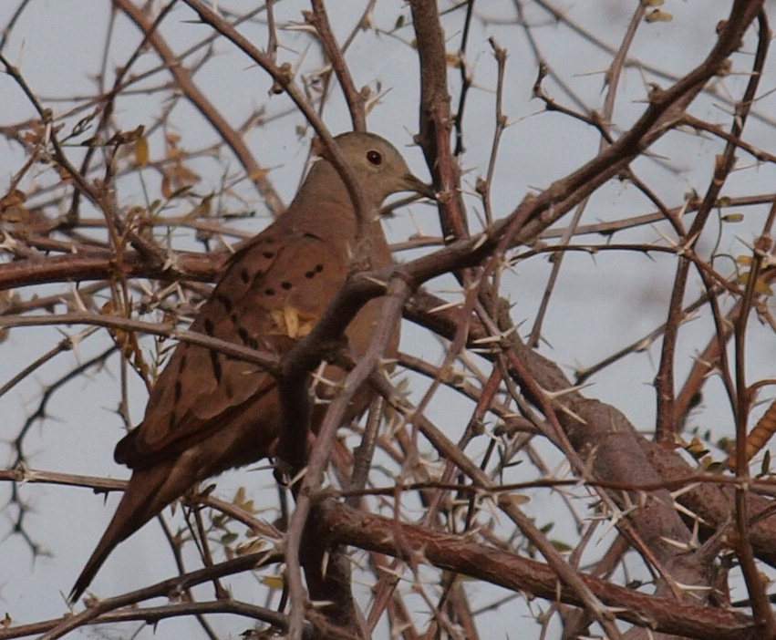 Birding Is Fun!: Gilbert Water Ranch: Ground-doves