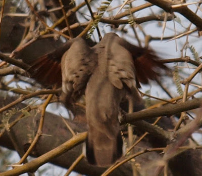 Birding Is Fun!: Gilbert Water Ranch: Ground-doves