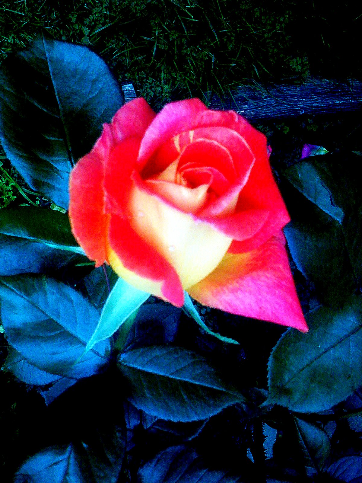 Poesiaula: 04/01/2010 - 05/01/2010