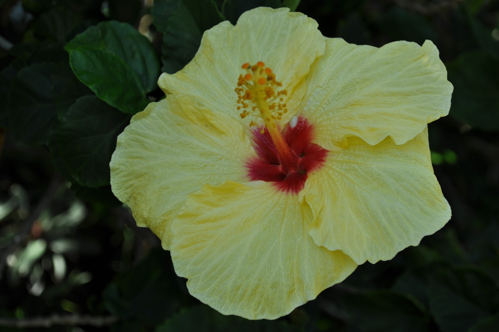 Hula Holiday