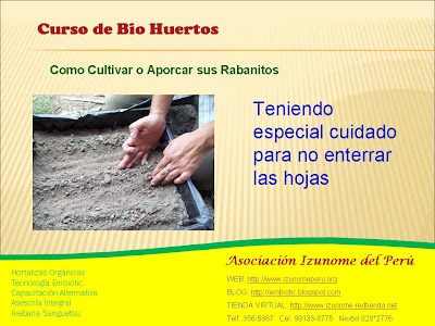 Huerta Casera. La Guia: Como Aporcar mis cultivos de rabanitos (Bio ...