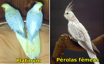 O que você deve saber sobre as calopsitas!!