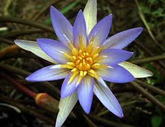 Native Sri Lanka: Nil Manel - National Flower of Sri Lanka