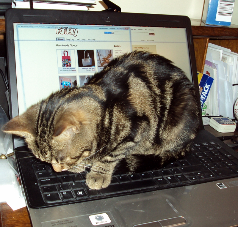Just K Jewellery: my little lap cat