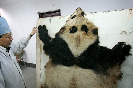 Patrulha Panda: O que é ser um Panda?