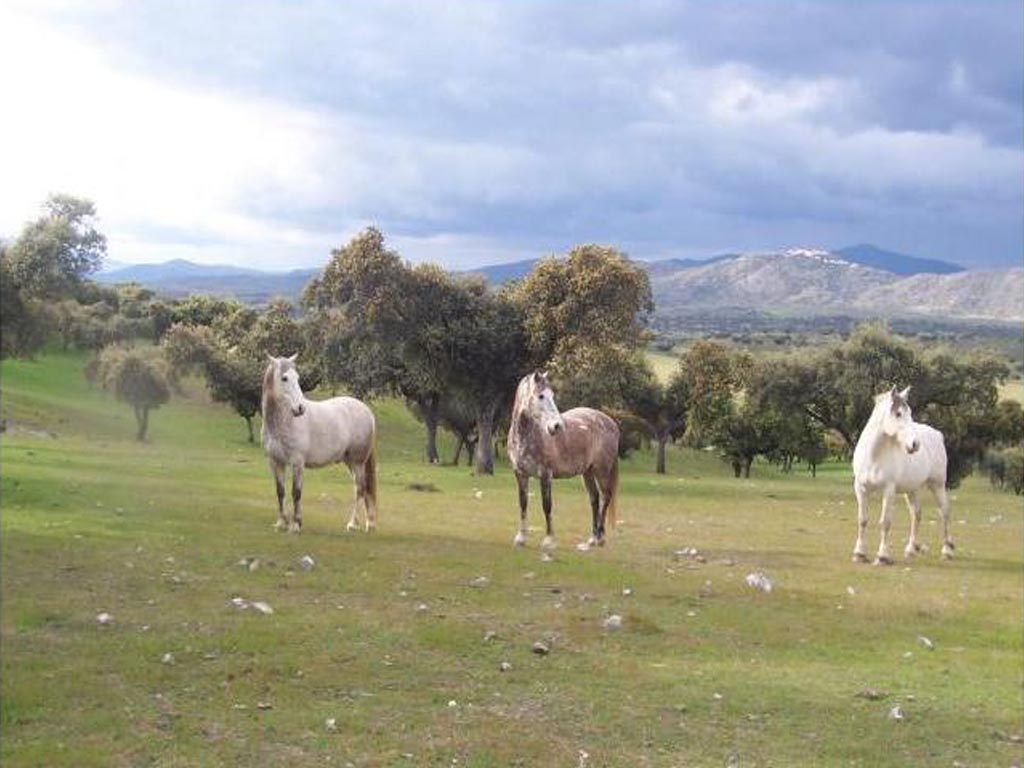 villa del campo: LA LAGUNA EL SAPO