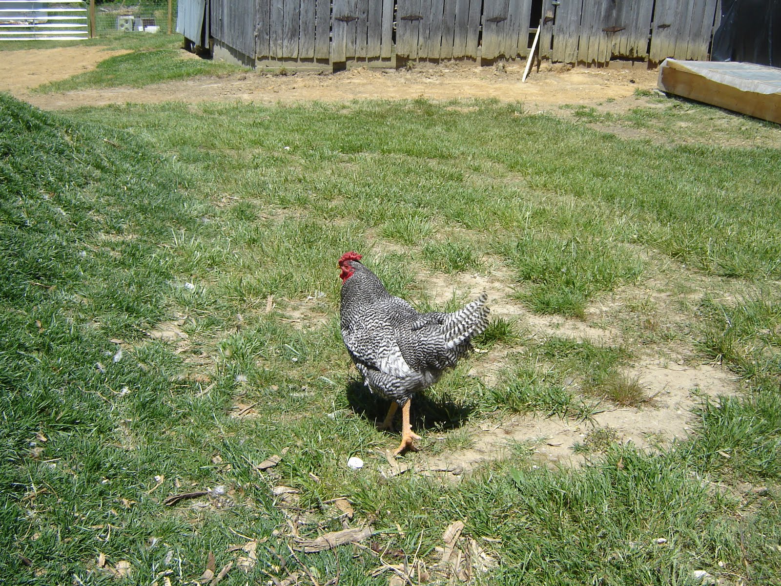 Naturally Mom: Chicken Farm Field Trip