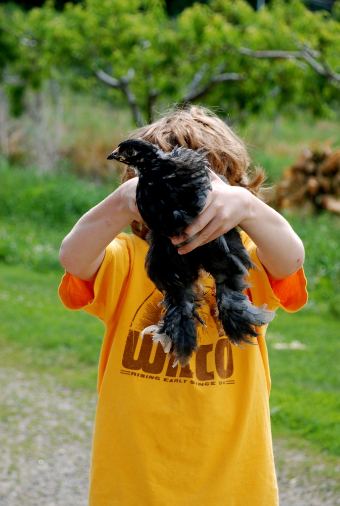 Happy Chickens Lay Healthy Eggs: 13 Tips for raising Happy Chickens
