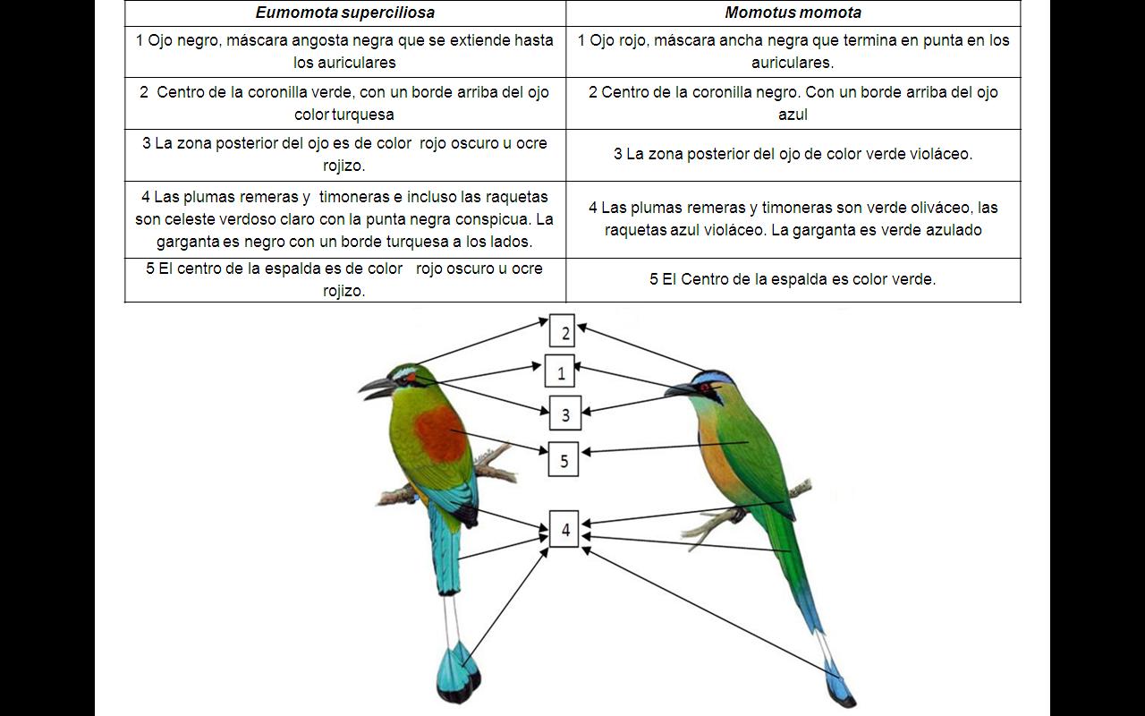 Ciencia en El Salvador: Consideraciones científicas del "Torogoz", Ave ...