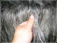 MattedFurRemover: How To Save Time And Detangle Your Tangled Horse Mane ...