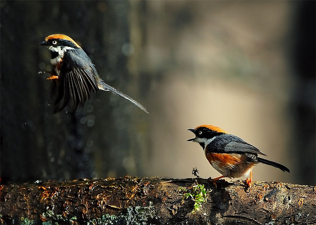 Bird Photography : 30 Remarkable Photographs | Design Inspiration | PSD ...