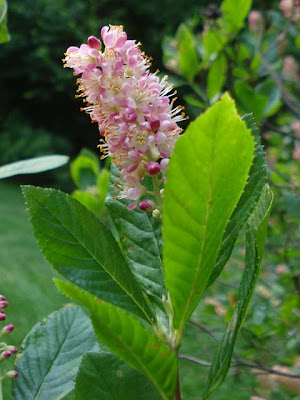 Bodhisagan's Plants and Rants: Clethras