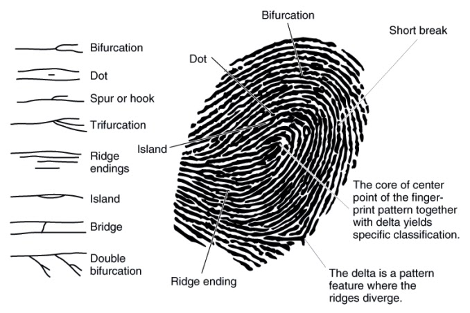 Ciencia Criminalística: Papiloscopía