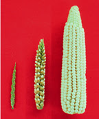 Quintessence of Dust: They selected teosinte...and got corn. Excellent!
