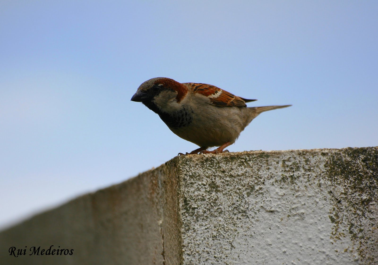 PARDAL DOS TELHADOS - Rui Medeiros Photography