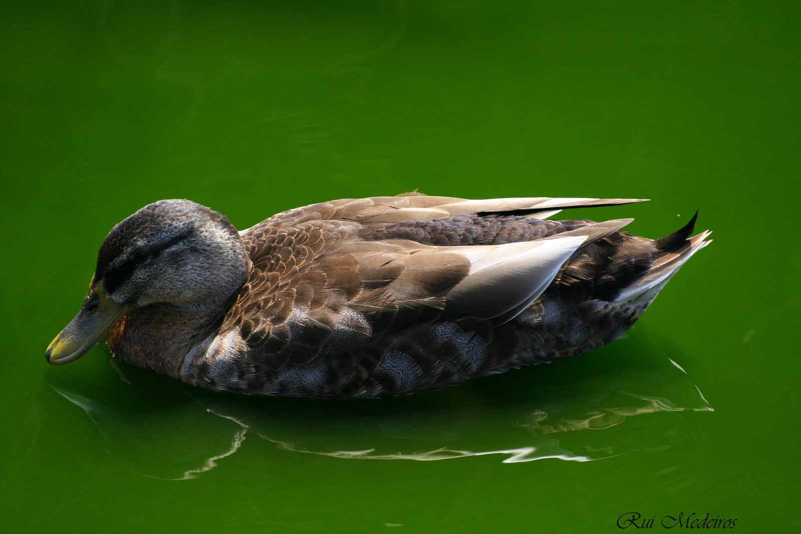 Agosto 2010 - Rui Medeiros Photography