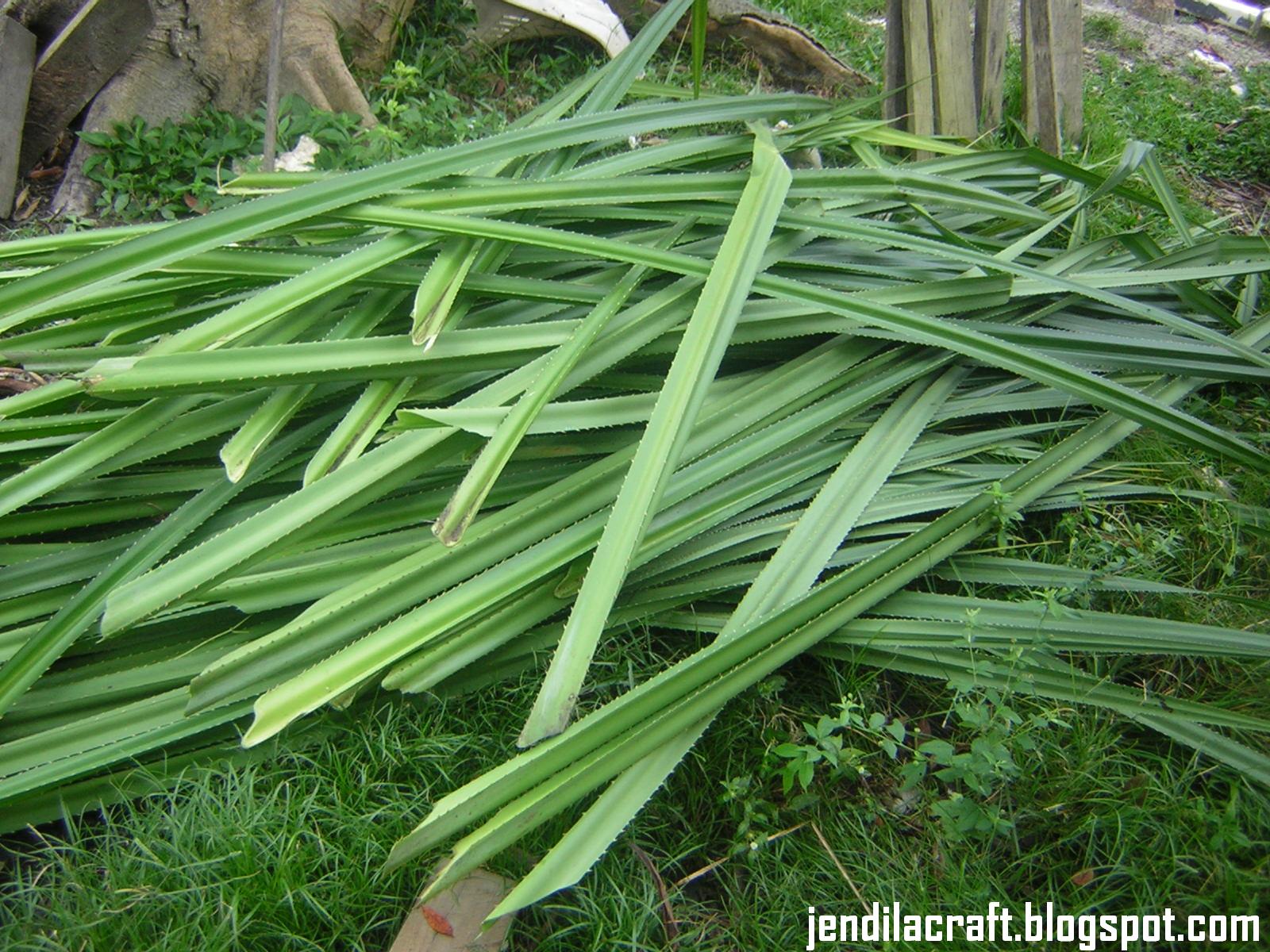 Mengkuang: Proses 1: Tetak mengkuang