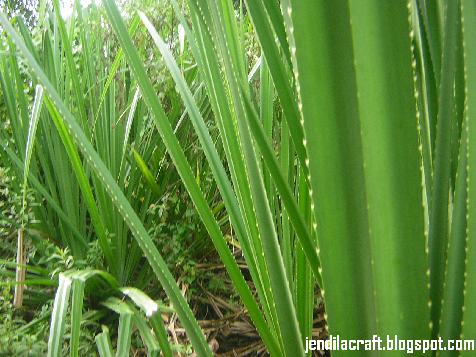 Mengkuang: Proses 1: Tetak mengkuang