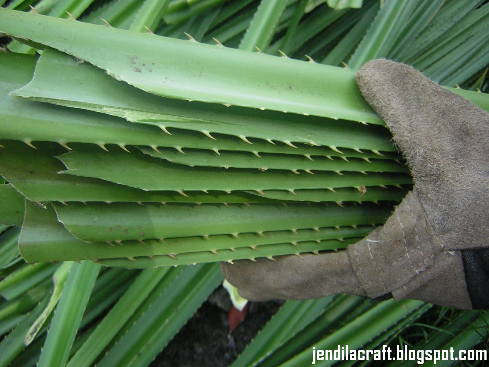 Mengkuang: Proses 2: Potong mengkuang
