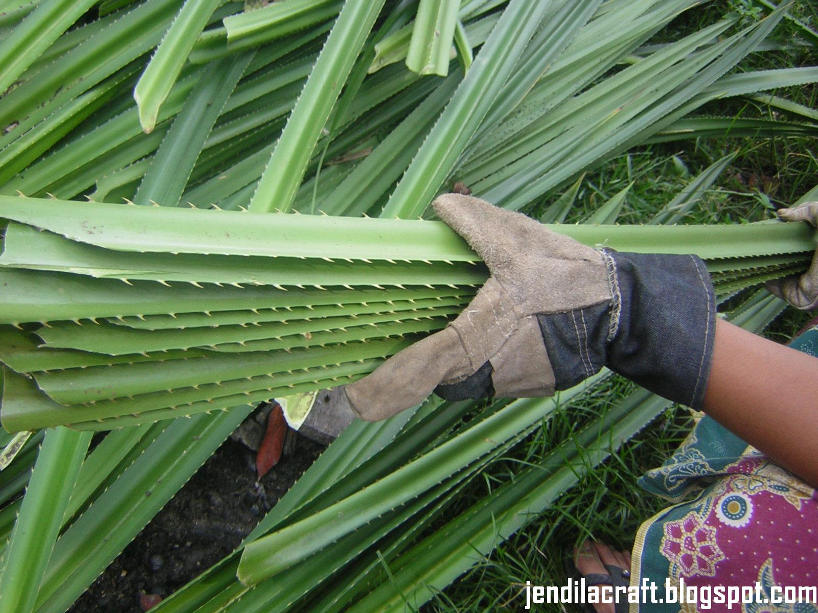 Mengkuang: Proses 2: Potong mengkuang