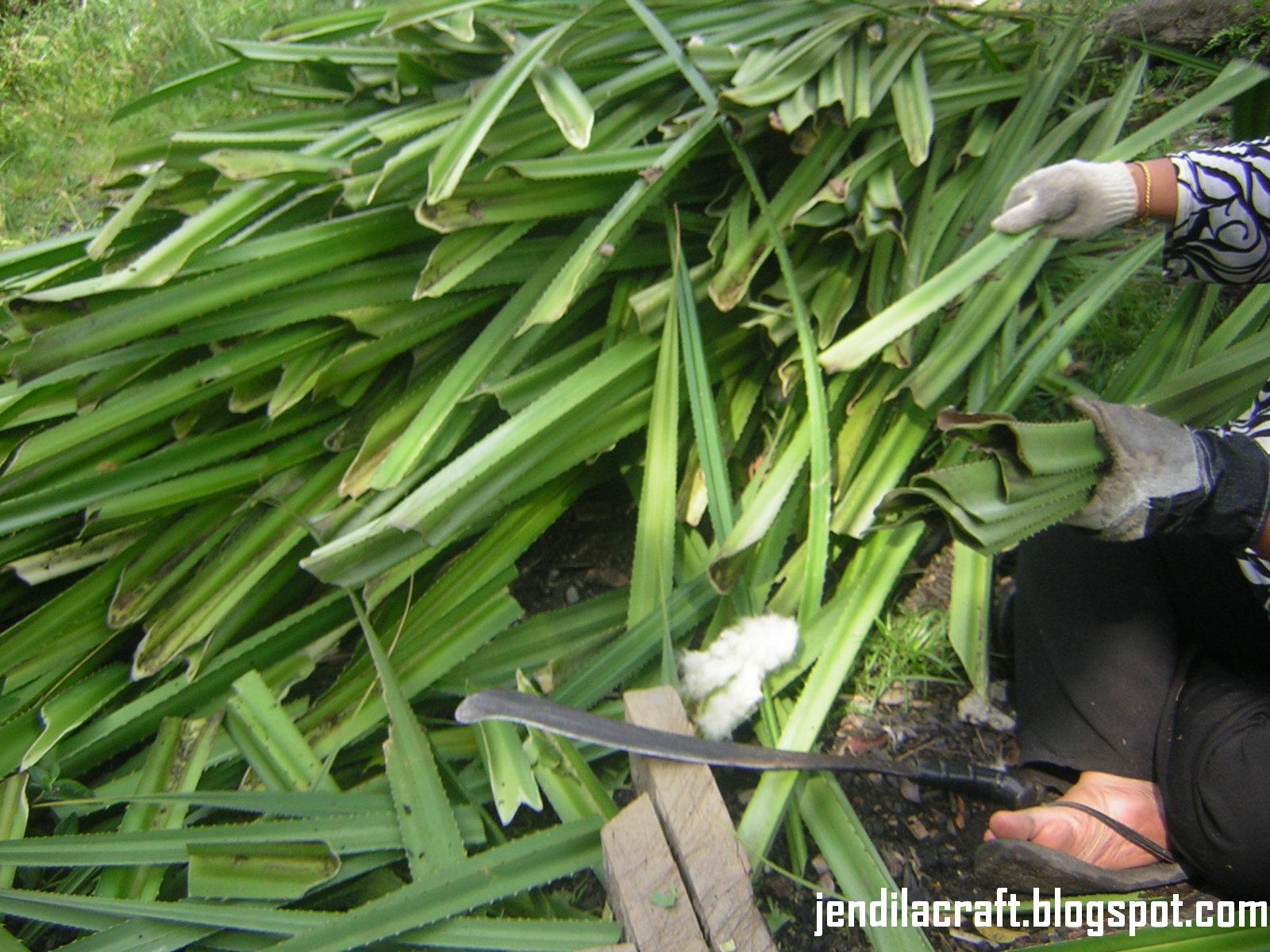 Mengkuang: Proses 2: Potong mengkuang