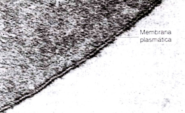 el Blog del Profe de Biolo: Estructura y Composición de la Membrana ...
