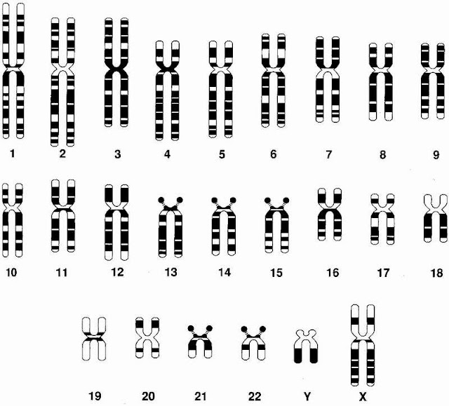 el Blog del Profe de Biolo: El estudio de los cromosomas y su importancia