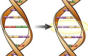 el Blog del Profe de Biolo: Material Mutaciones Biología General ...