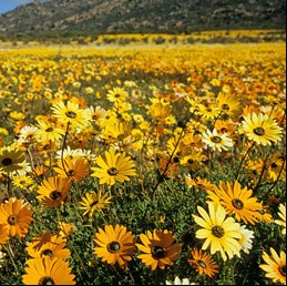 pienk met rooi polkadots: herinnering aan veldblomme