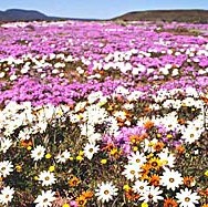 pienk met rooi polkadots: herinnering aan veldblomme