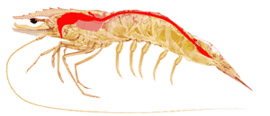 SHRIMP CULTURE INFORMATION: KRITERIA MEMILIH BENUR