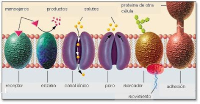 Biología V: Membranas biológicas