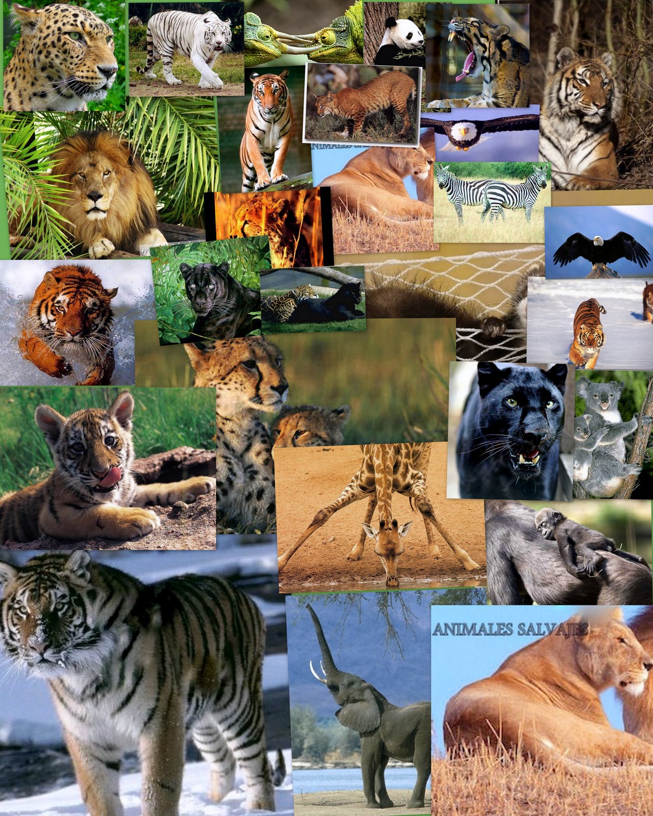 DESARROLLO HUMANO: COLLAGE ANIMALES