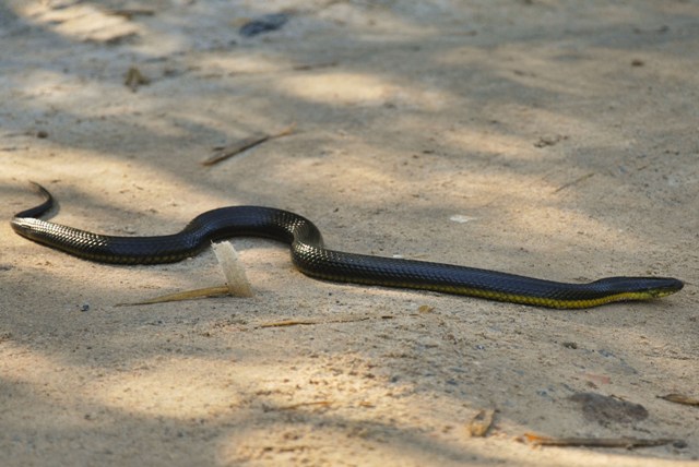 Animal Planet Brasil: Muçurana