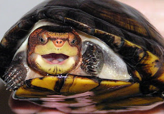 Animal Planet Brasil: Muçuã