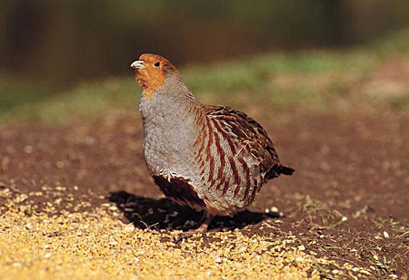 Animal Planet Brasil: Perdiz