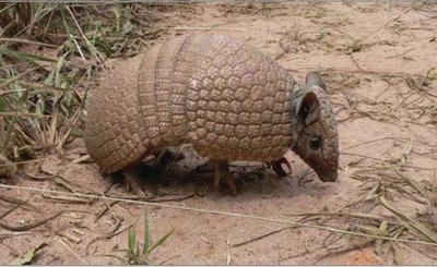 Animal Planet Brasil: Tatu - Bola