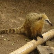 Animal Planet Brasil: Quati