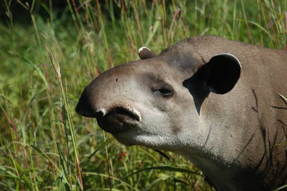 Animal Planet Brasil: Anta