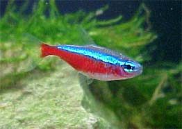 Animal Planet Brasil: Neon Cardinal