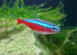 Animal Planet Brasil: Neon Cardinal