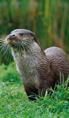 Animal Planet Brasil: Lontra