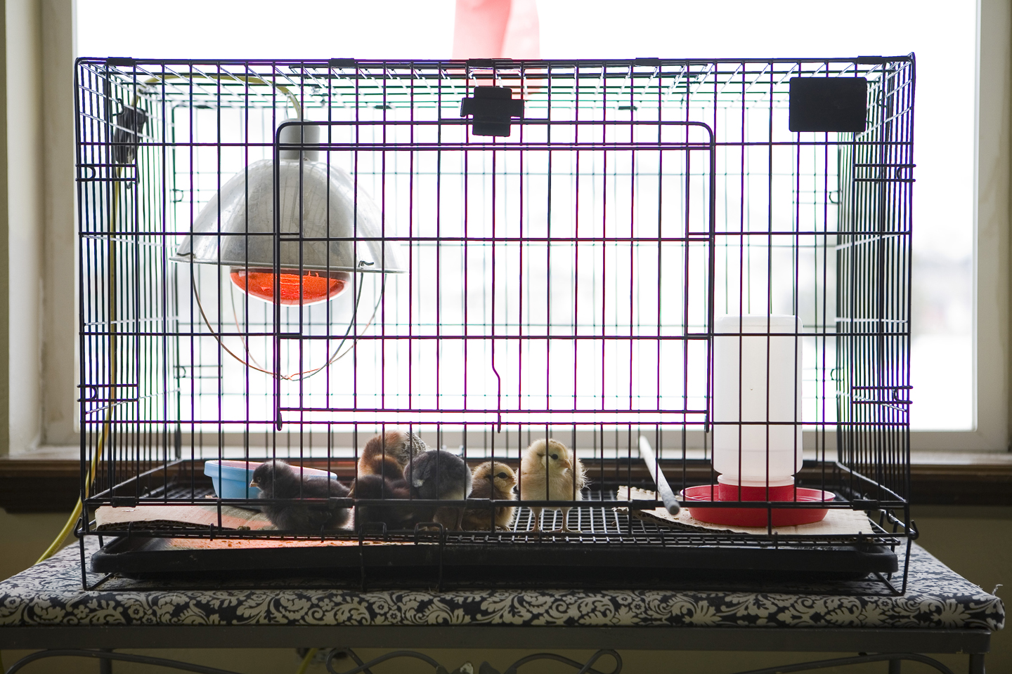 Backyard Farming: Chick Set Up